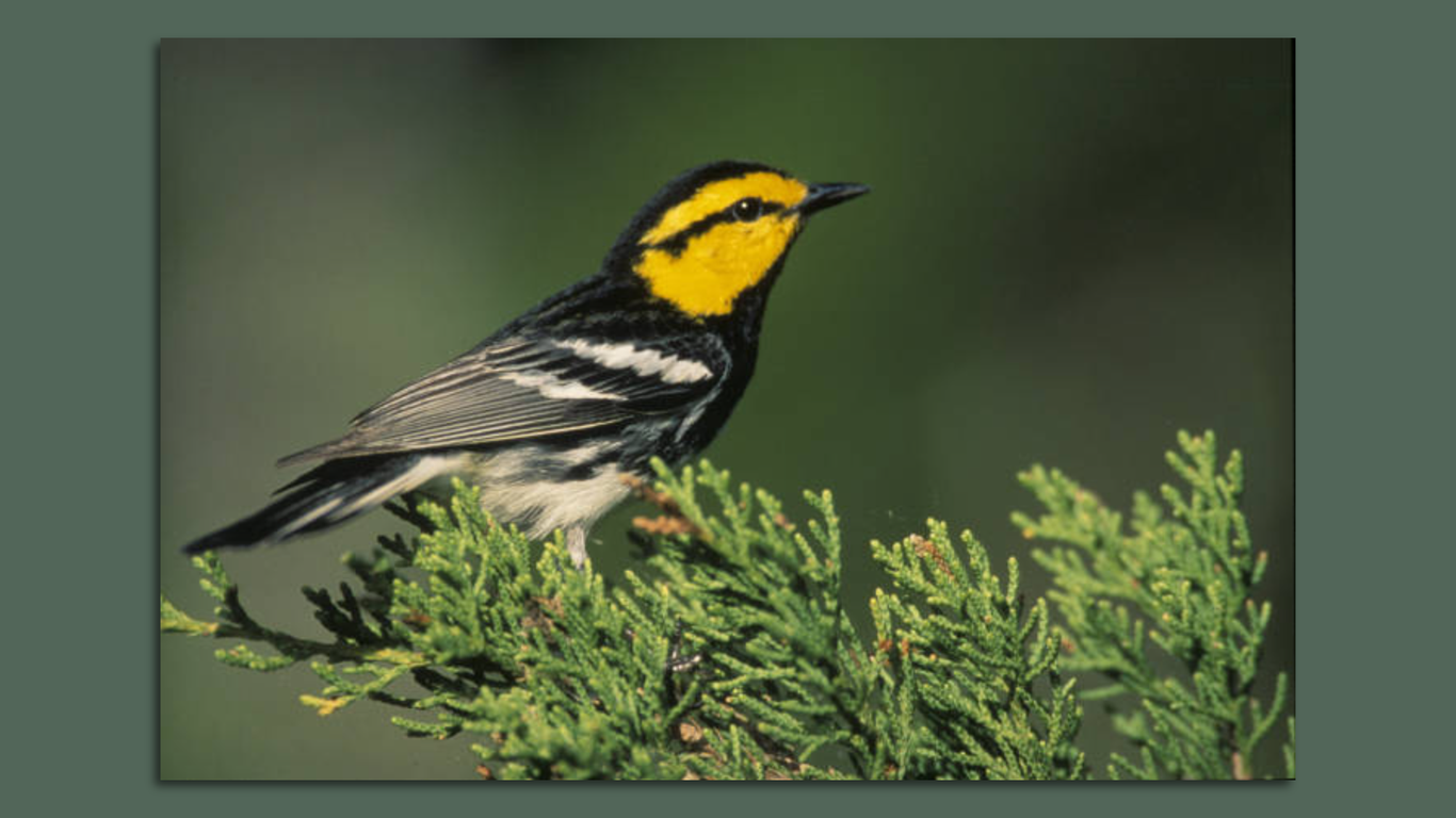 Bill would ban Austin's Ashe juniper protections - Axios Austin