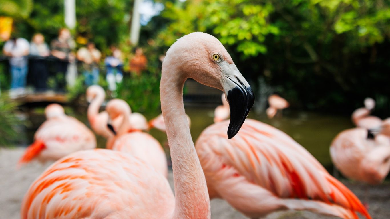 Things to do this weekend: Flamingo Festival, Clearwater Sea-Blues ...
