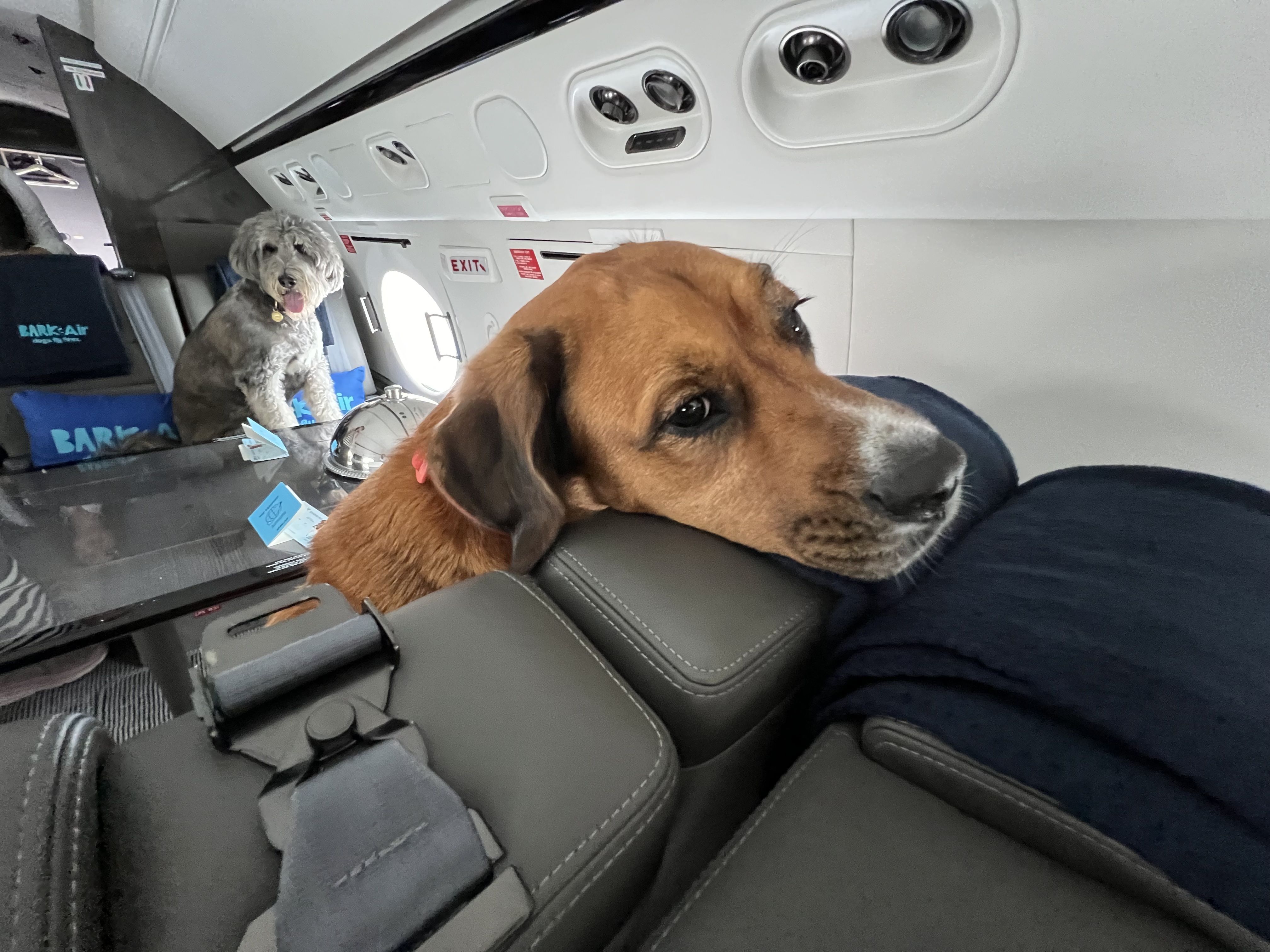 Flying with a dog? Bark Air offers luxury, pet-friendly flights