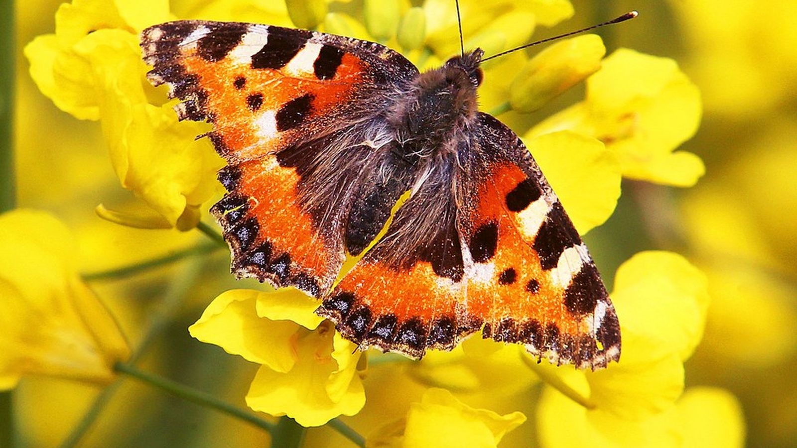 Flying insects are disappearing in Germany