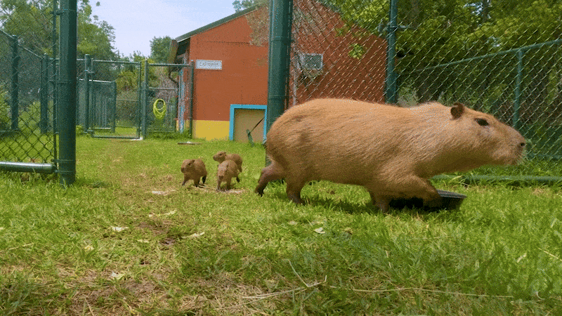 New capybara pups born at Audubon Zoo in New Orleans - Axios New Orleans