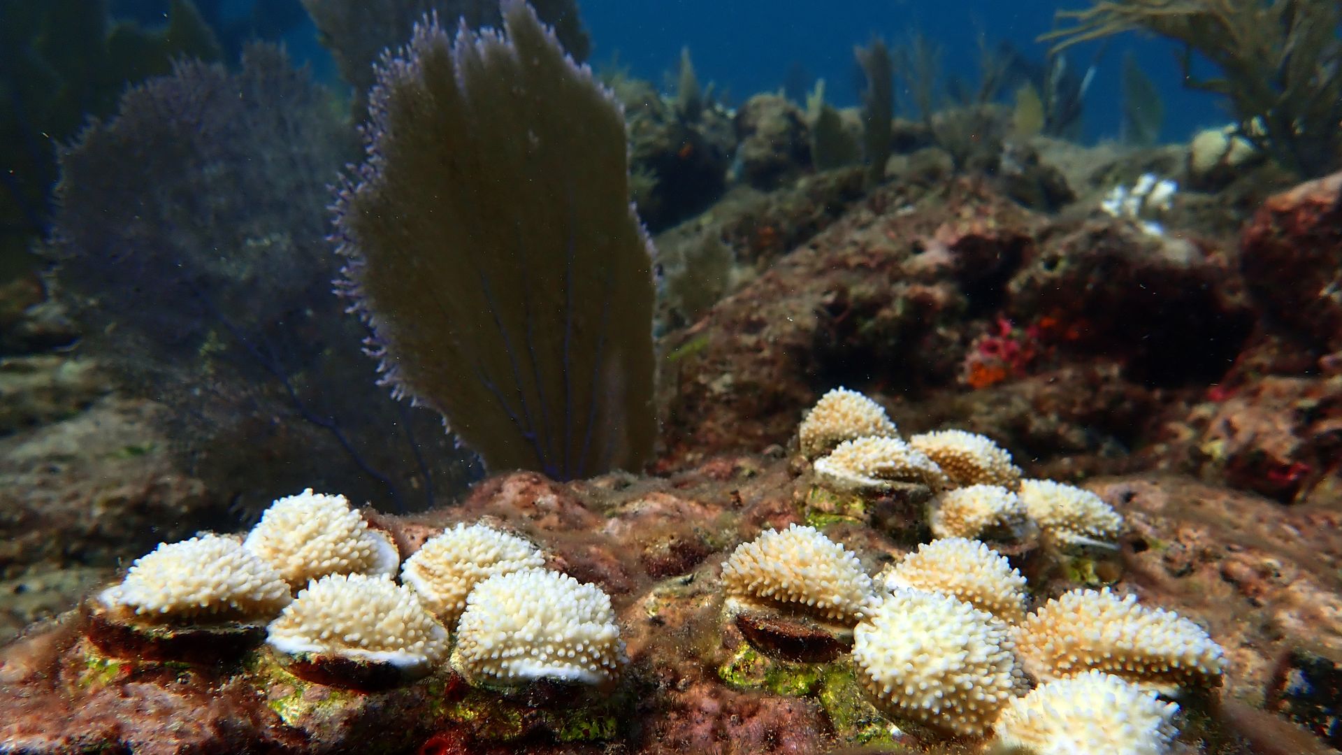 Coral reef scientists return species following deadly heat wave