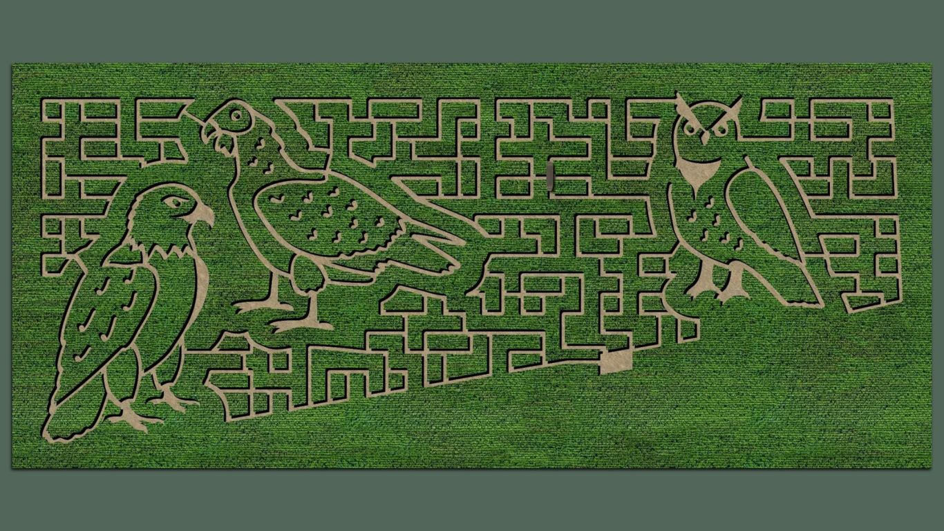 Two must-try corn mazes in Colorado - Axios Denver