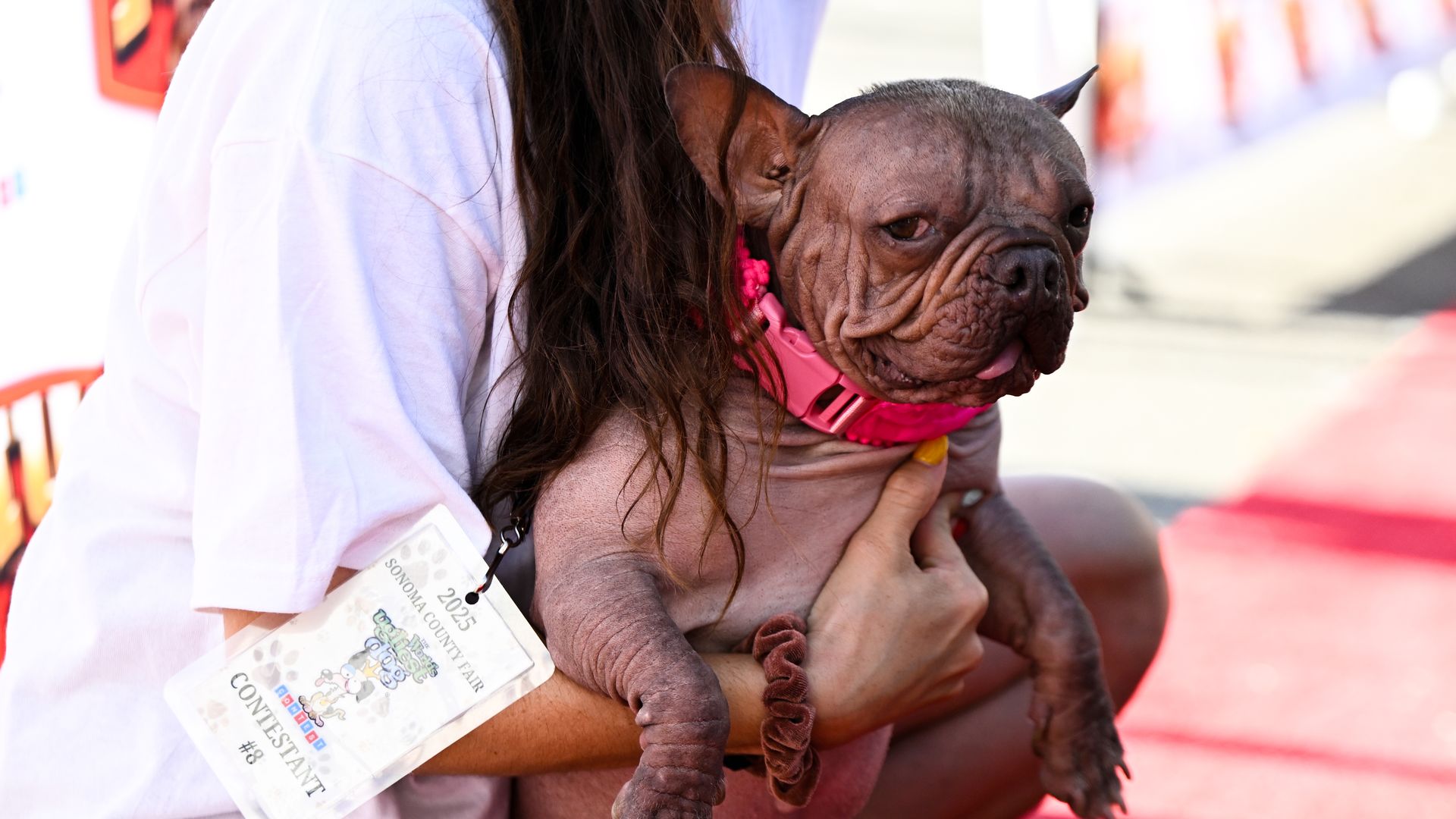 Eugene’s Petunia wins world’s ugliest dog title - Axios Portland