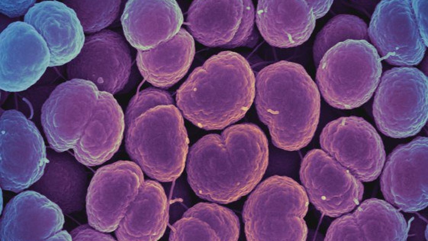 Gonorrhea is becoming increasingly untreatable