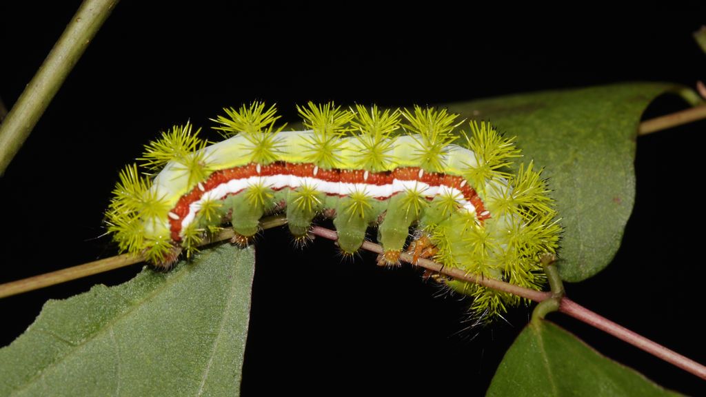 Watch out for the stinging Io moth caterpillars in South Florida ...