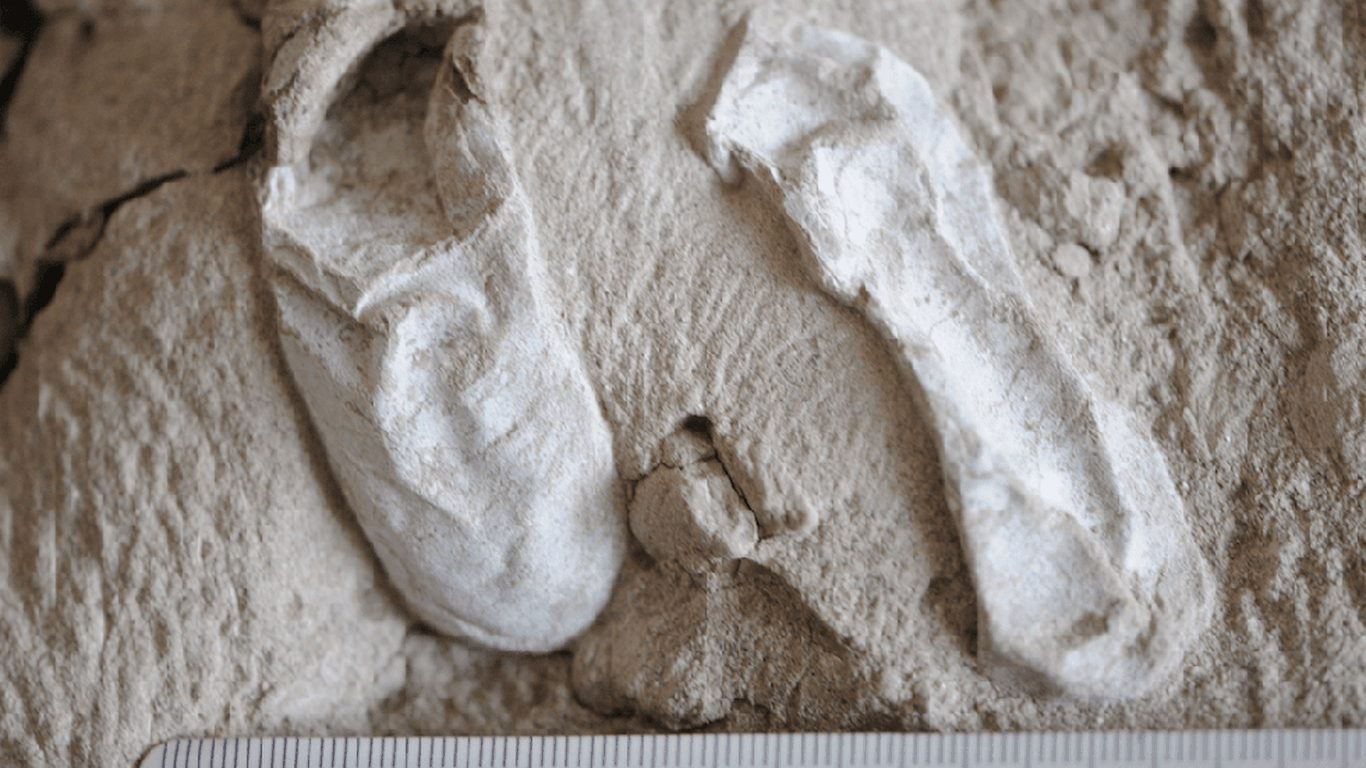 Newly discovered embryo fossils illustrate the pterosaur's early life