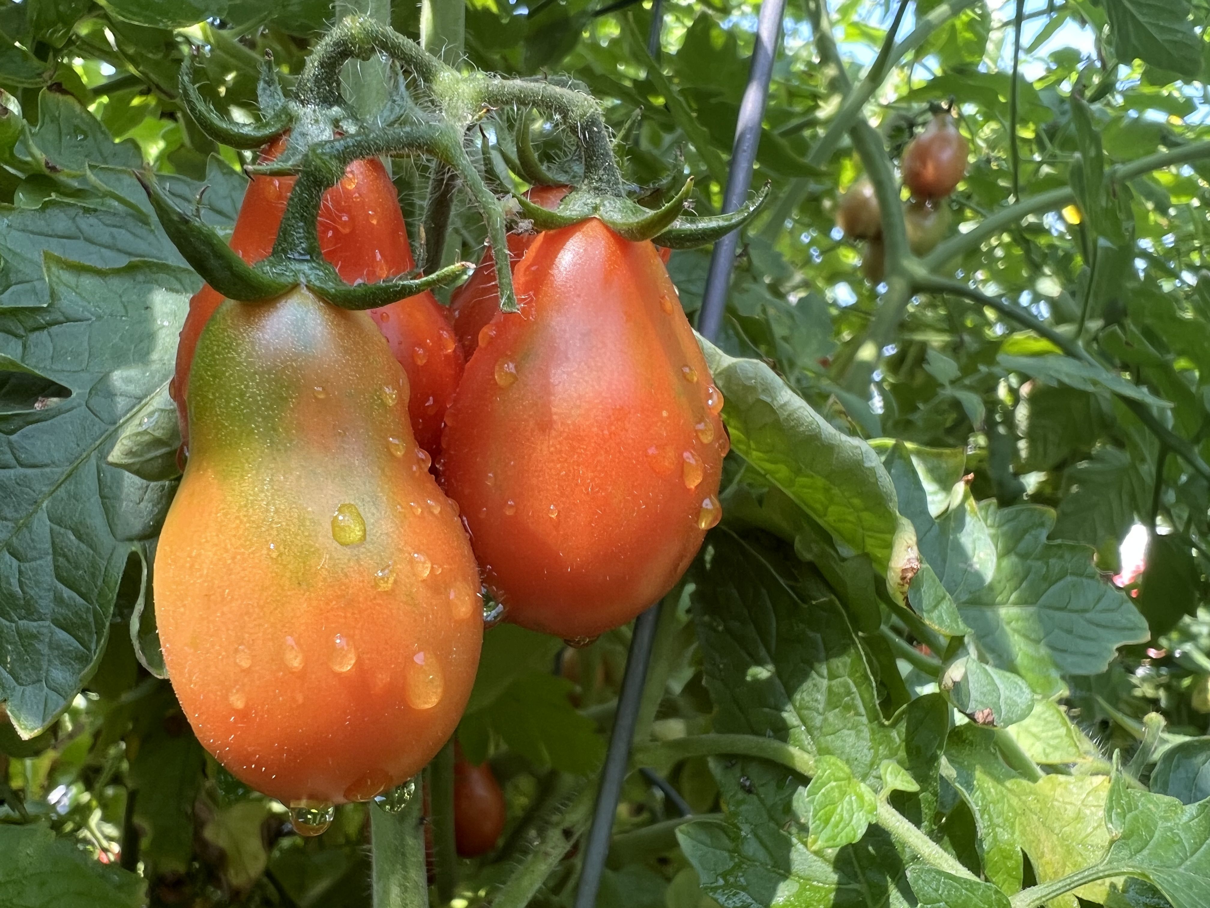 Austin weather outlook: Cooler summer possible - Axios Austin