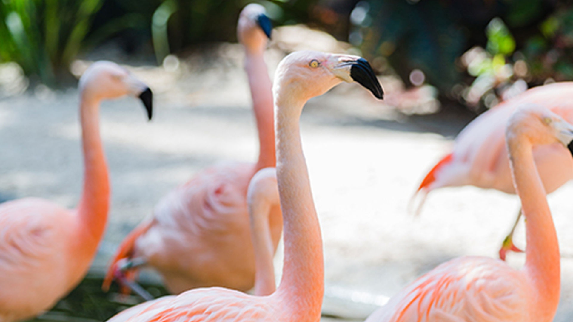 4. 🦩 Hang out with flamingos
