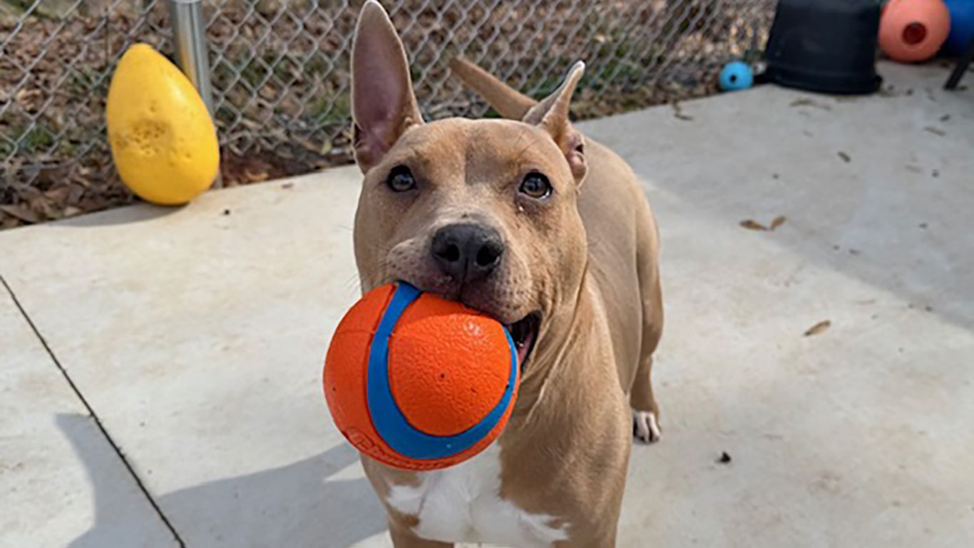 Charlotte Animal Shelter Waives Adoption Fees Amid Urgent Kennel Crisis ...