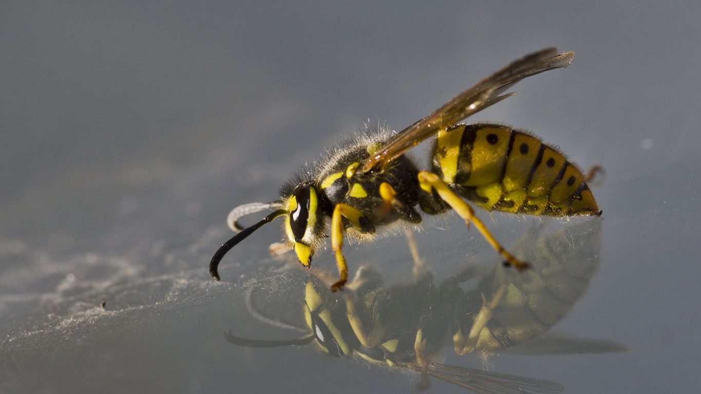 How to deal with those yellow jackets in the fall - Axios Chicago