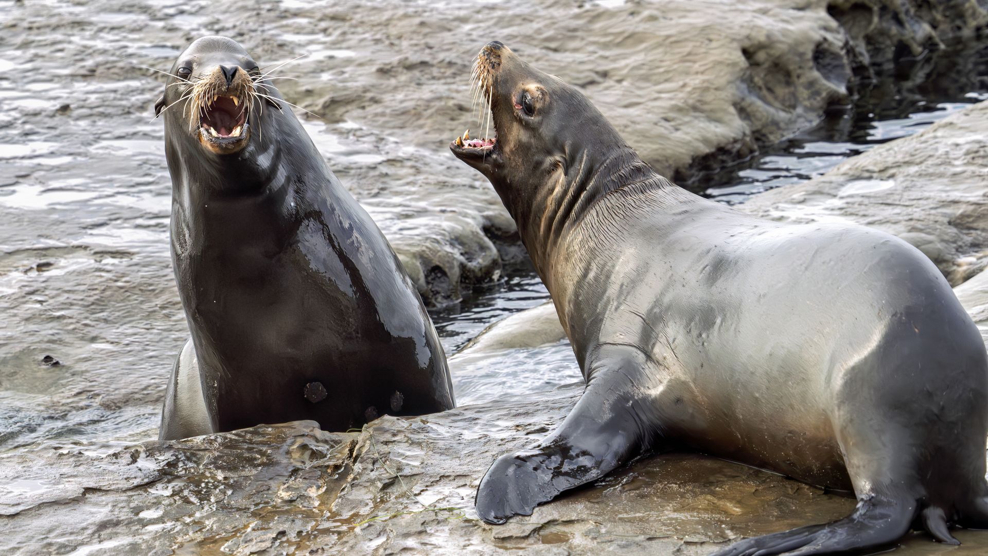 1 cautionary tale to go: Sea lion bites 9-year-old - Axios San Francisco