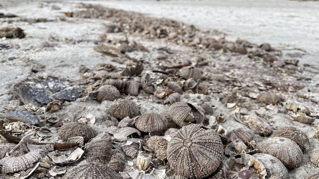 How to transform Florida's dead sea urchins into crafts - Axios Tampa Bay
