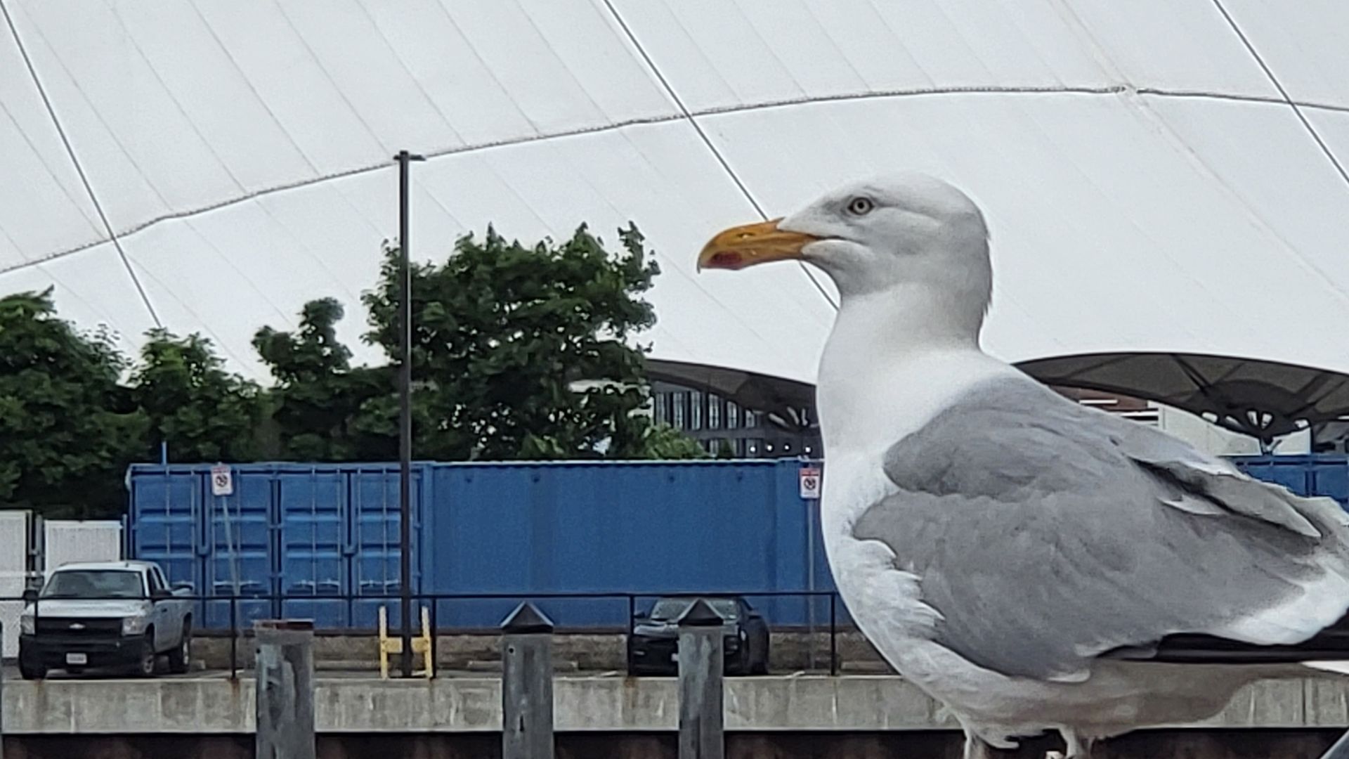 Where's Townie? - Axios Boston