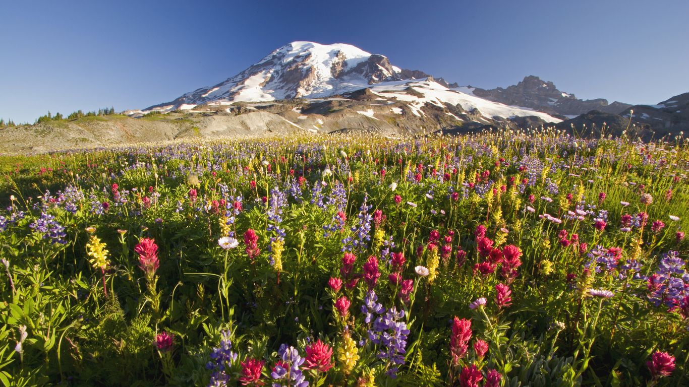 How to find the best wildflower blooms in Washington - Axios Seattle