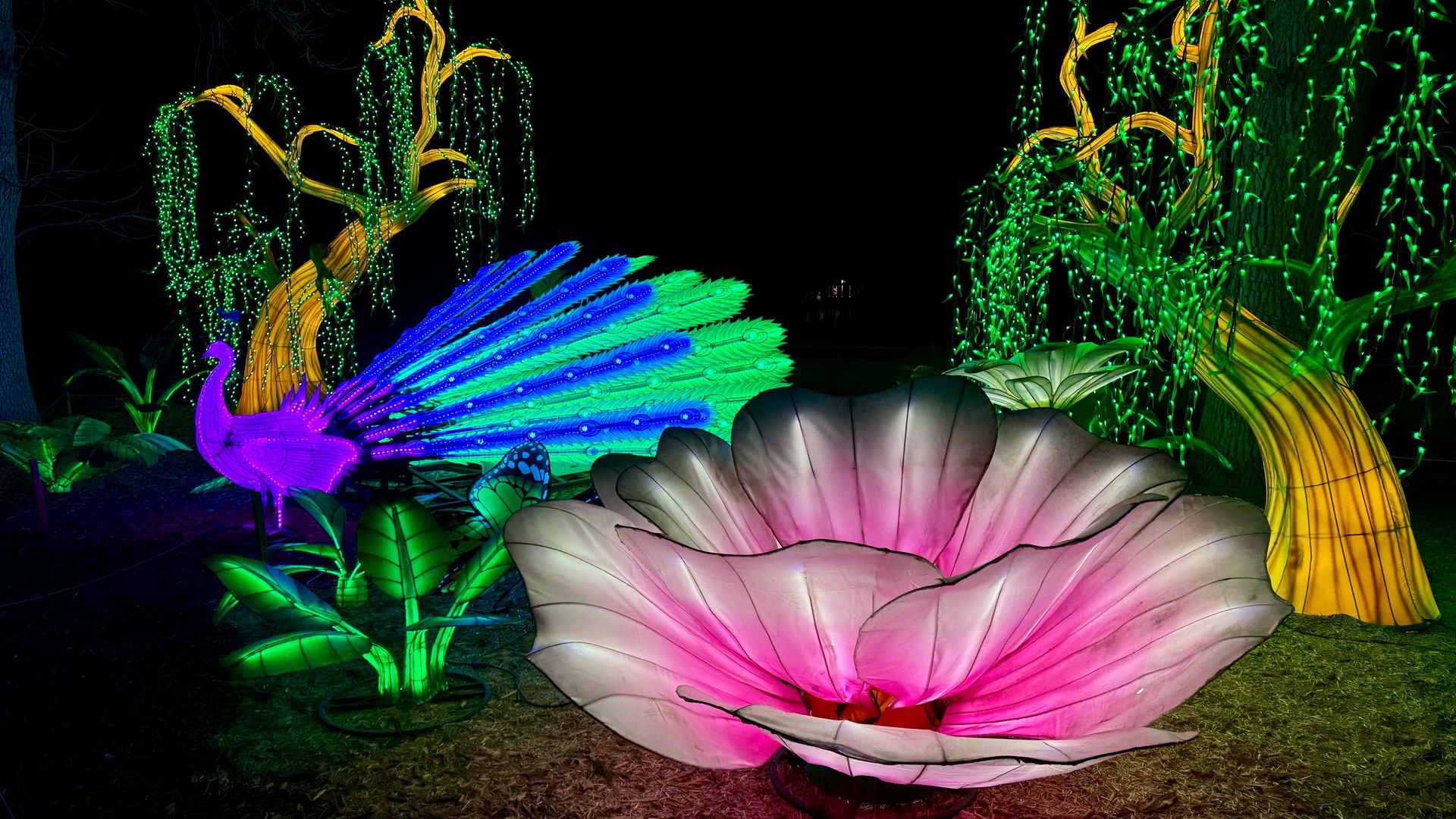 New '"Glowing Wild" lantern event lights up the Denver Zoo this spring ...