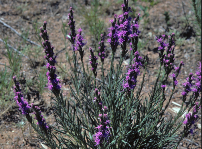 The best native plants for gardening in Denver - Axios Denver