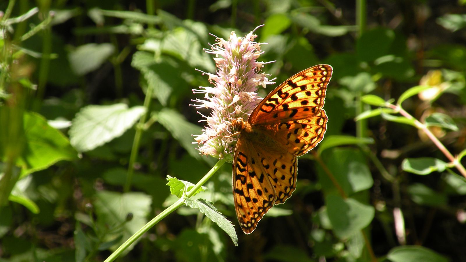 Grow a Utah pollinator garden for butterflies, bees and hummingbirds ...