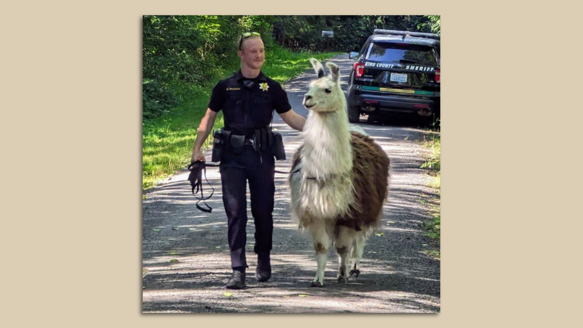 Sheriff's deputy coaxes llama off road, unblocking traffic near Seattle ...