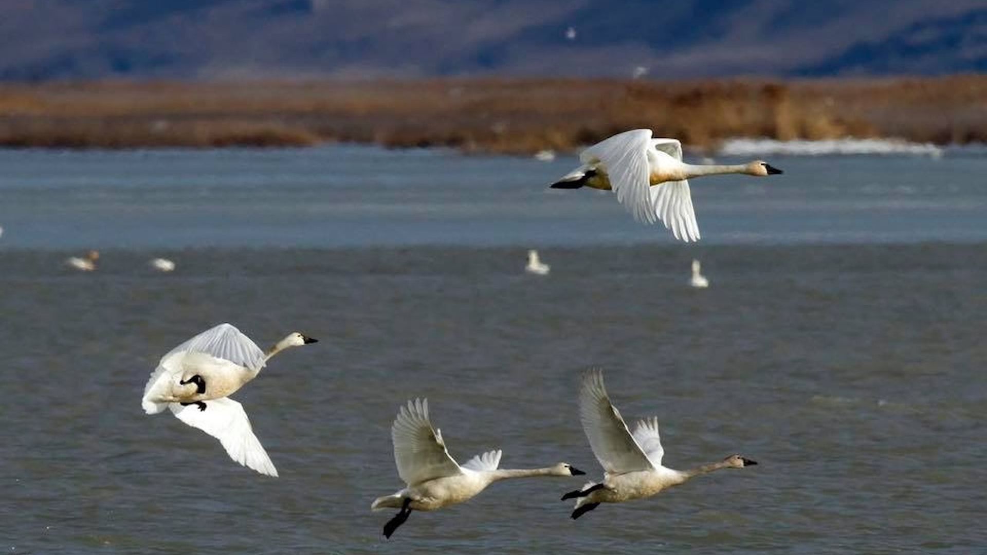 How Utah became the nation's first swan hunting ground - Axios Salt ...
