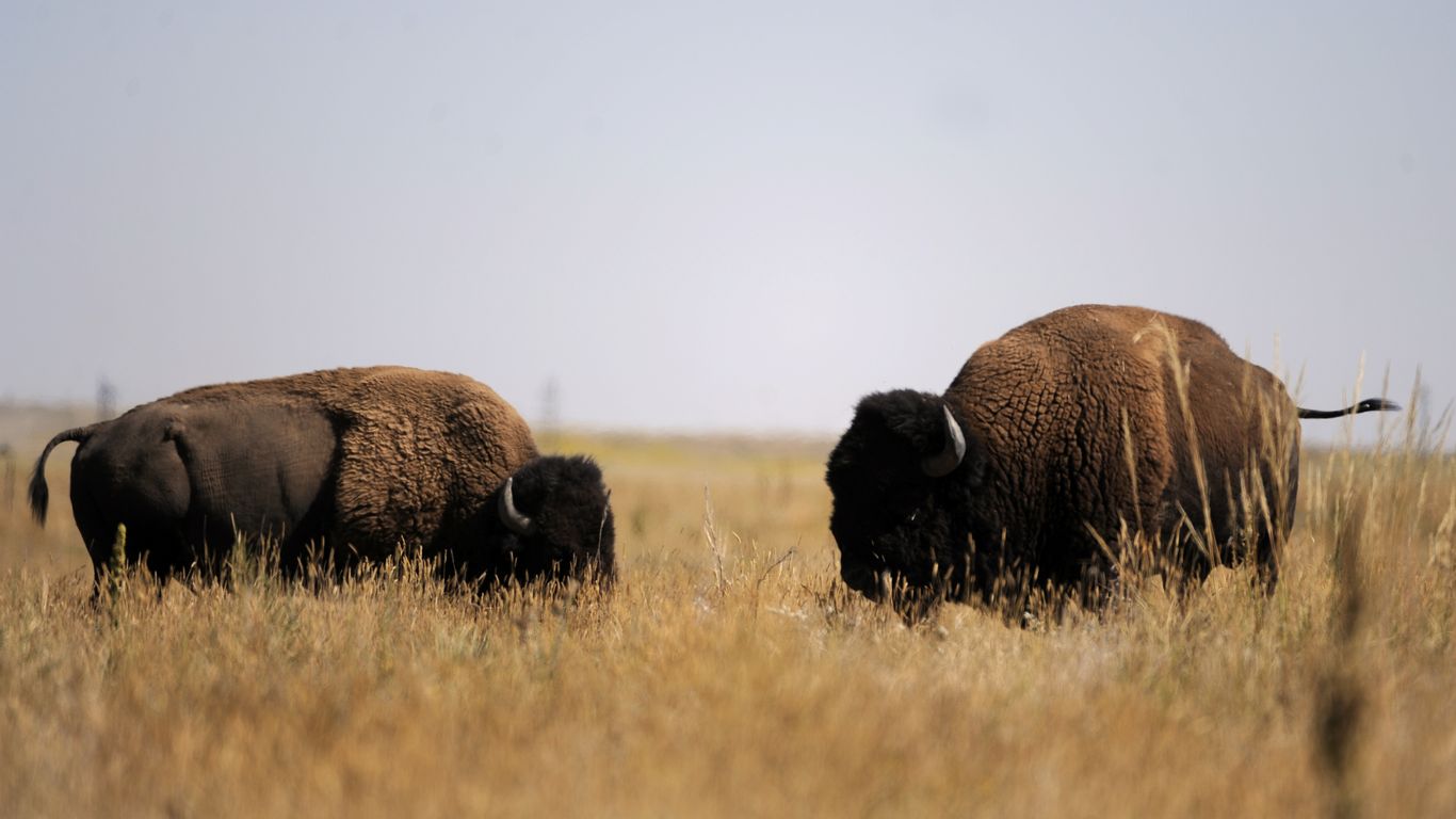 Denver donates bison to Native American tribes