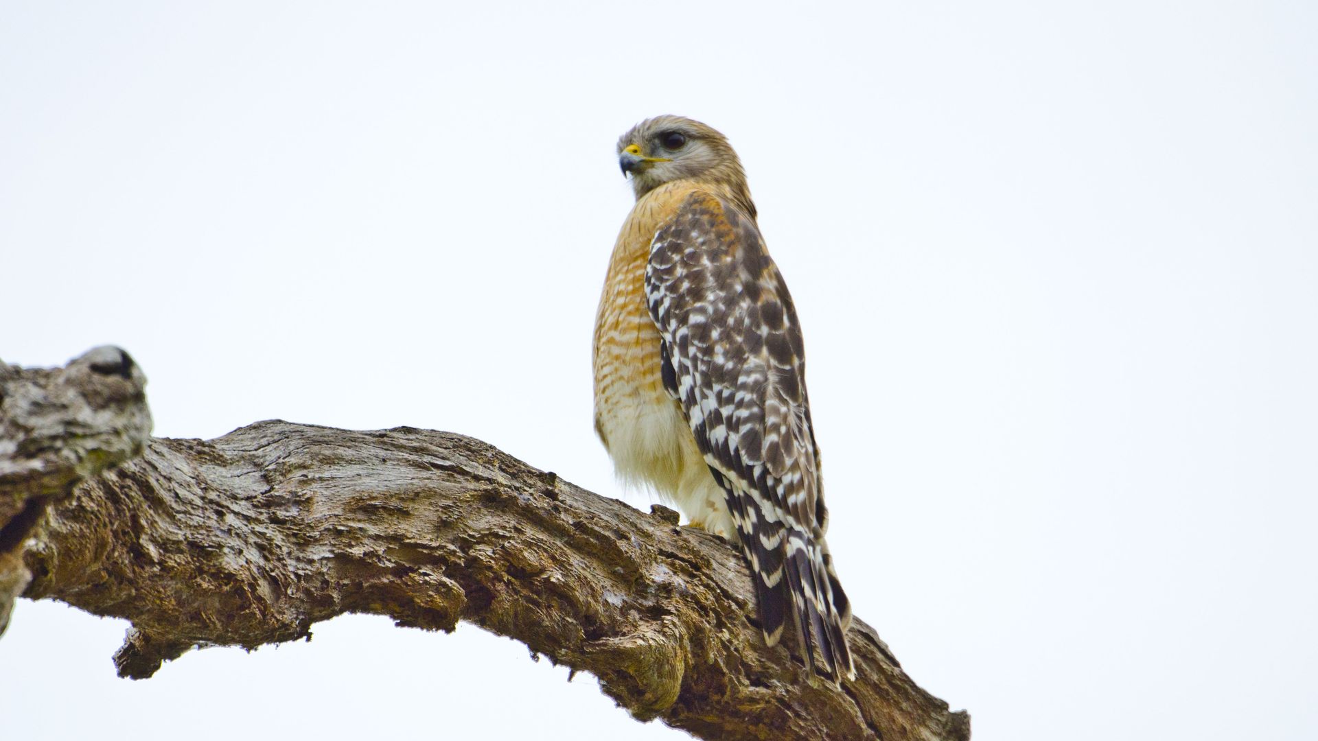 Central Texans face hawk attacks during nesting season - Axios Austin