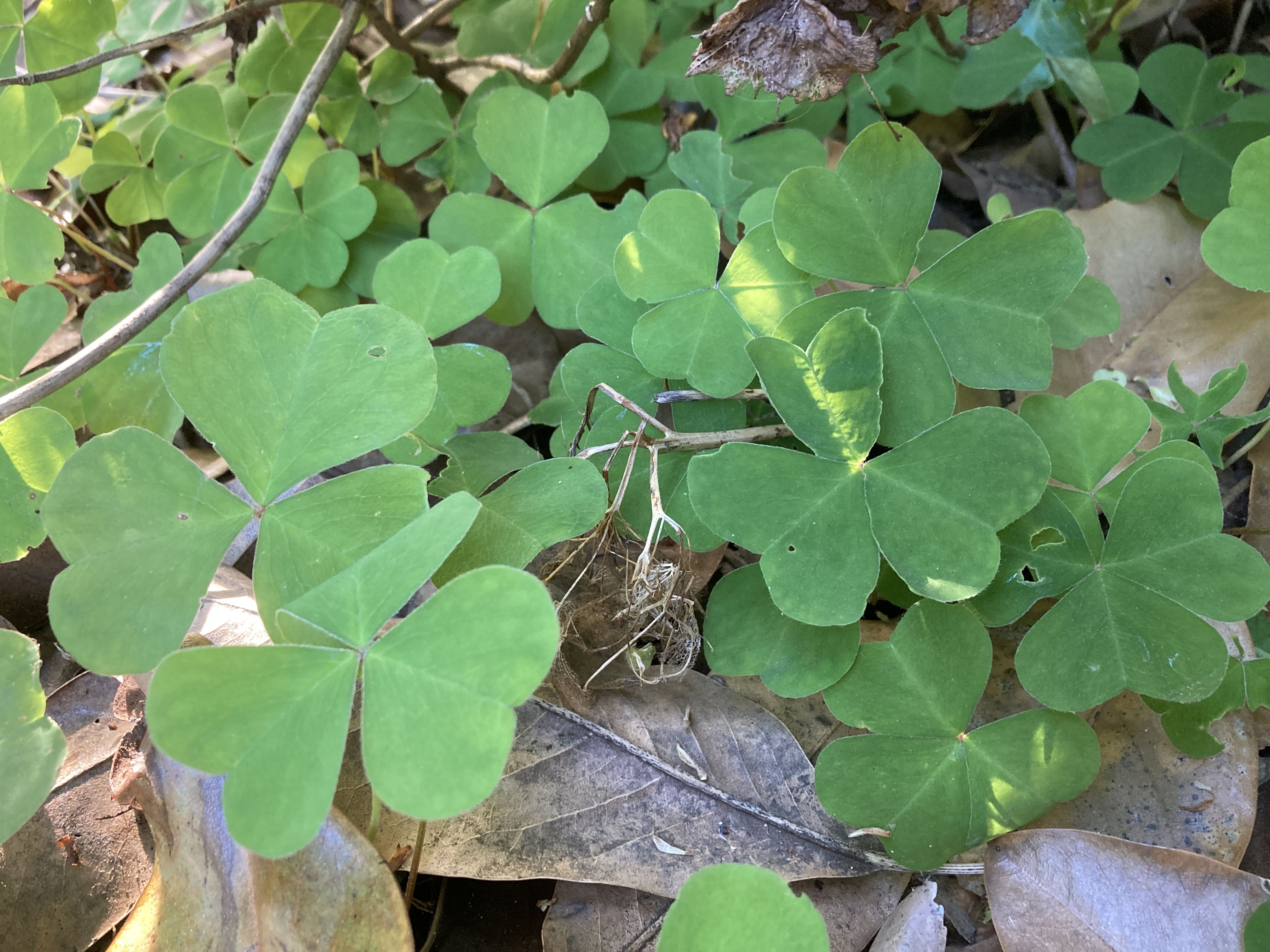 Edible wild greens around Portland - Axios Portland