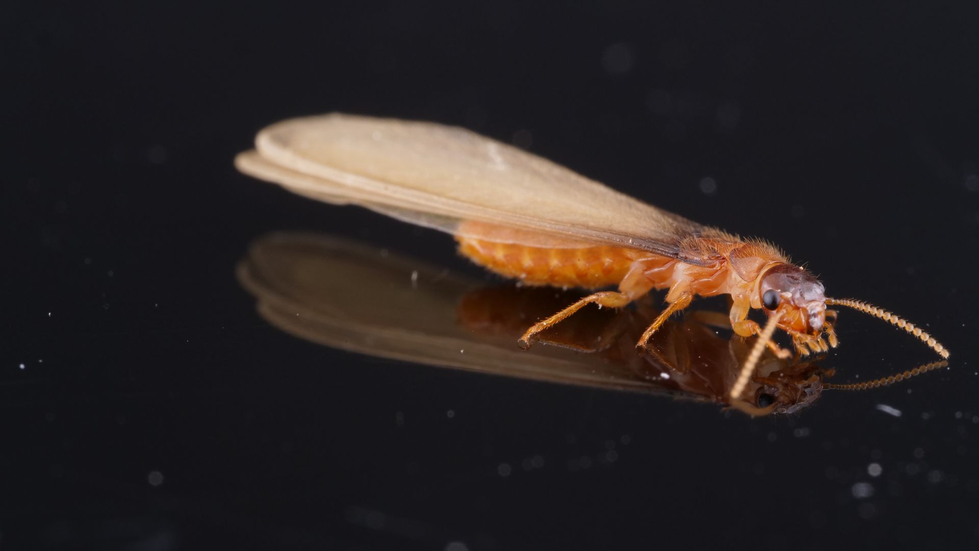 What to know about Tampa Bay's termite swarming season - Axios Tampa Bay
