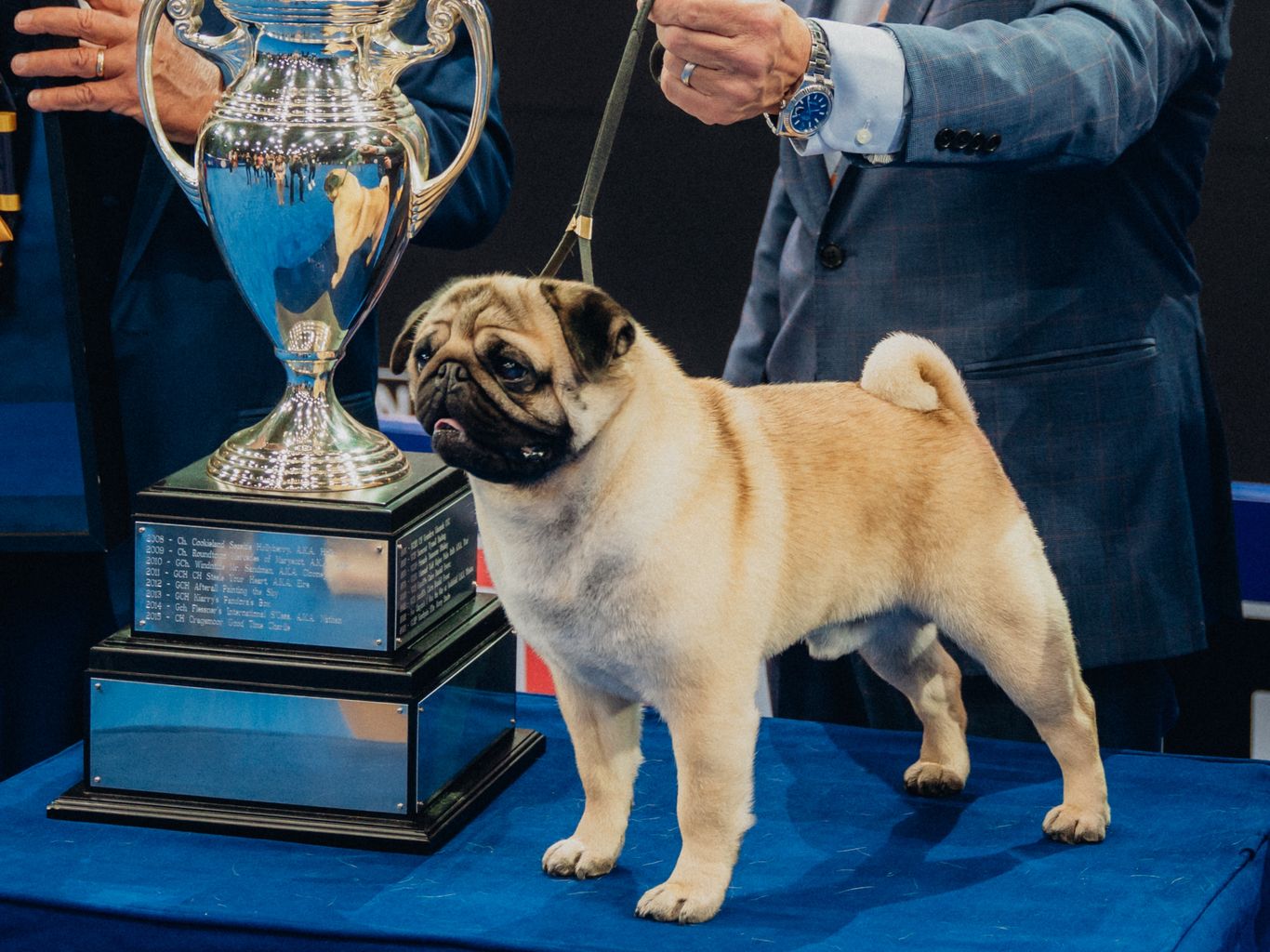 National Dog Show Vito the pug wins Best in Show