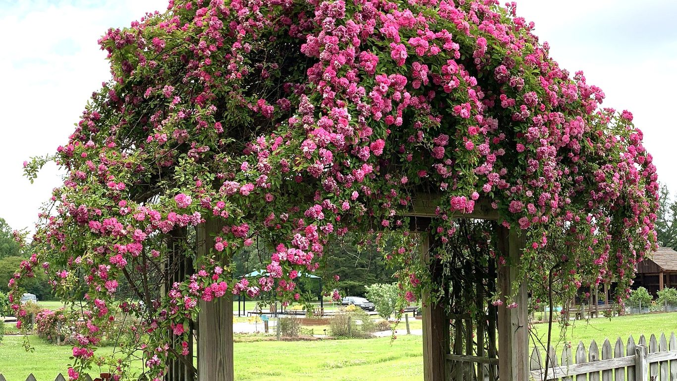 Peggy Martin's rose: A Garden District cutting that conquered Katrina ...