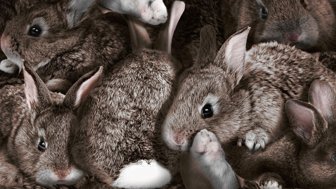 Minnesota's mild winter was good for wild rabbits. Here's how to ...