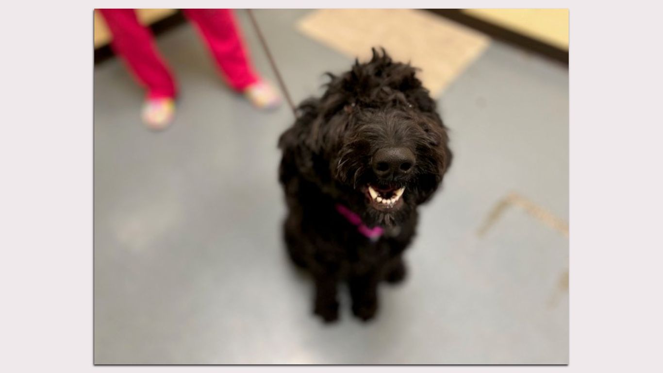 Adoptable dogs at Denver Animal Shelter - Axios Denver