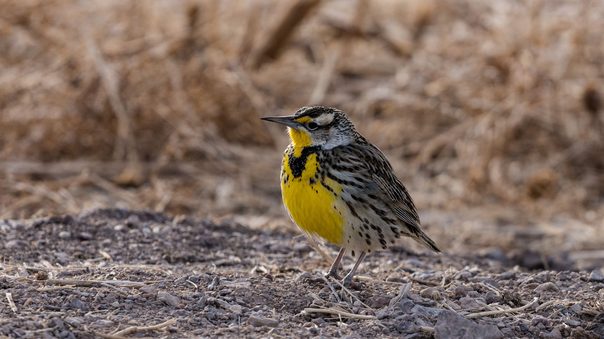 Birds in Colorado and nationwide are vanishing — fast - Axios Denver