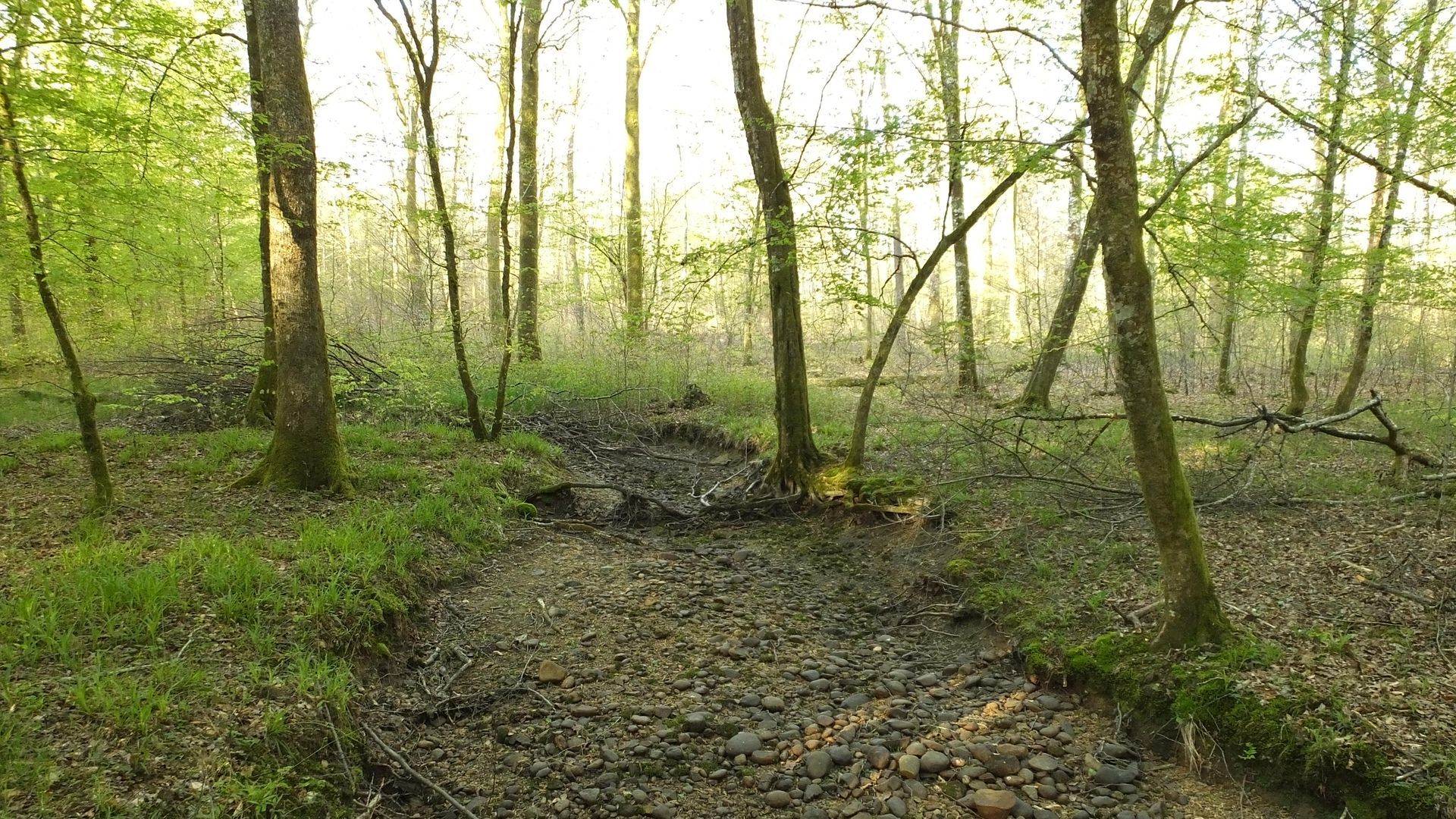 More than half of rivers, streams run dry at least one day each year