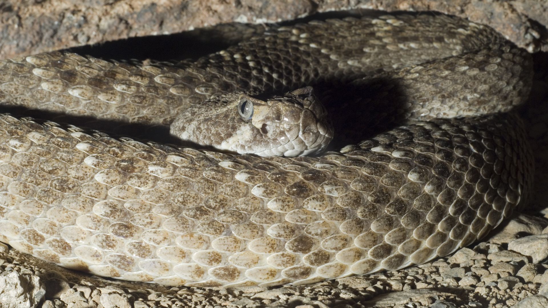 Rattlesnake season begins in Arizona - Axios Phoenix
