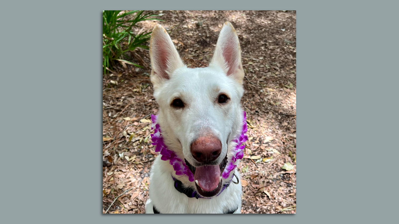 Tampa Bay pet of the week: Lenny from Pinellas Animal Services - Axios ...