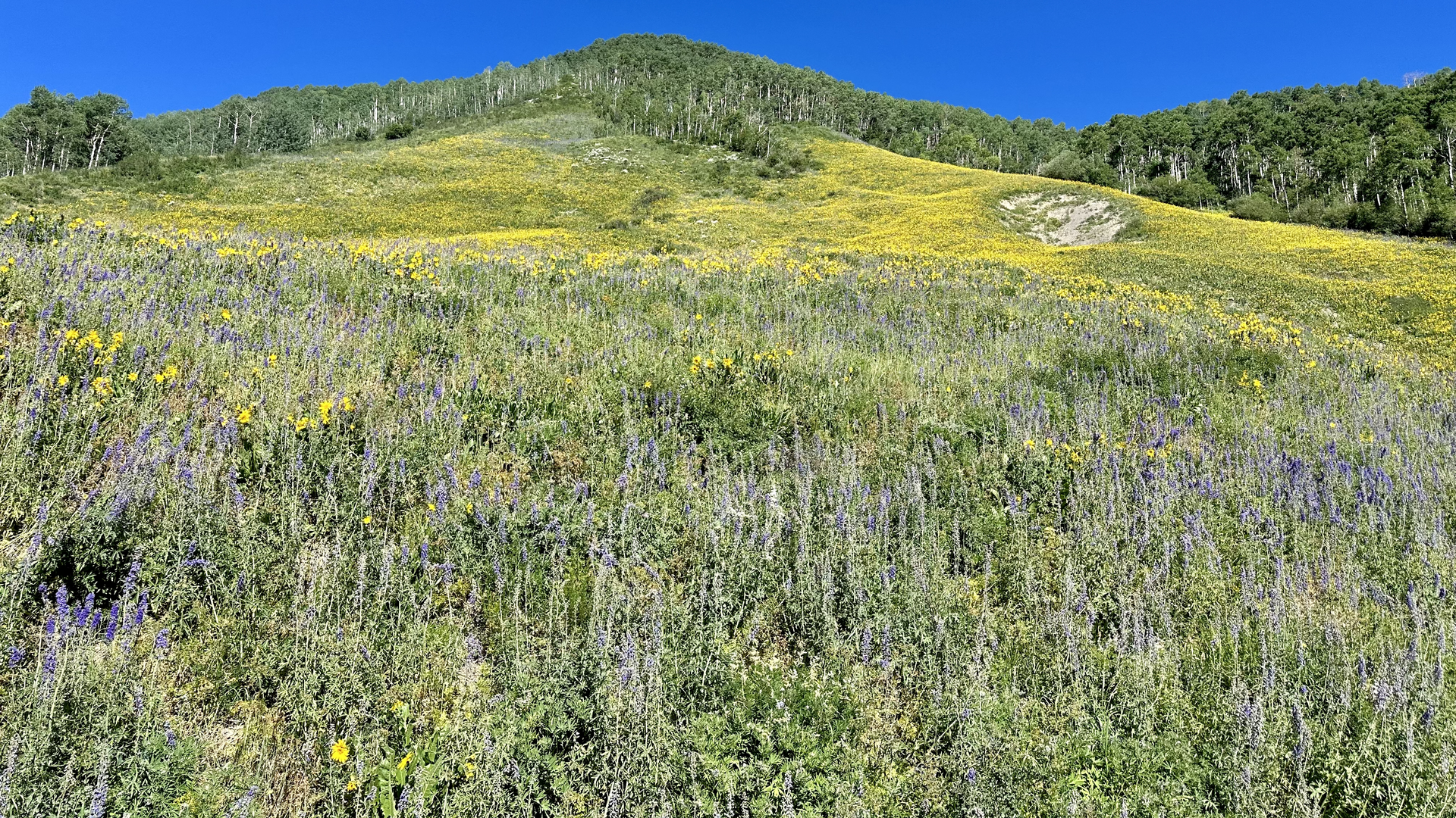 Photos: Colorado's wildflower season is blooming - Axios Denver