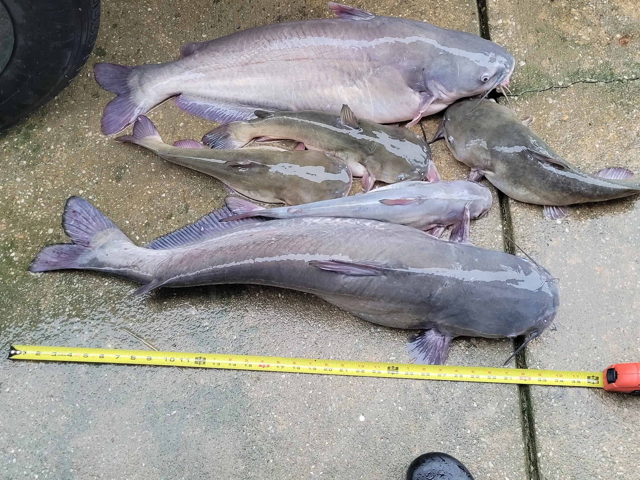 Blue catfish, a Chesapeake invasive species, land on local menus ...