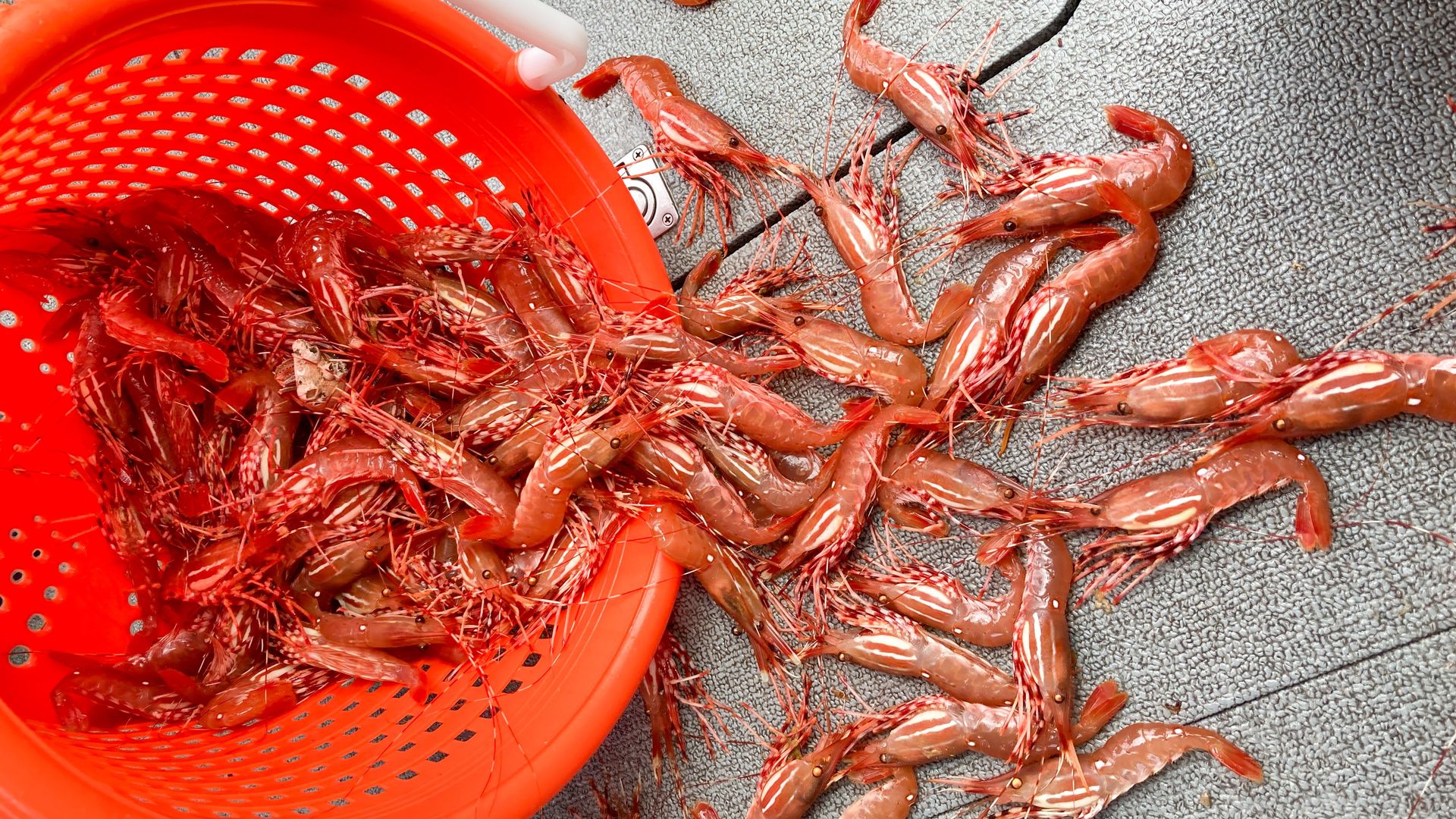 Seattle's short, sweet spot shrimp season starts Wednesday - Axios Seattle
