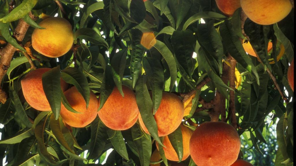 Texas peaches in short supply - Axios Austin