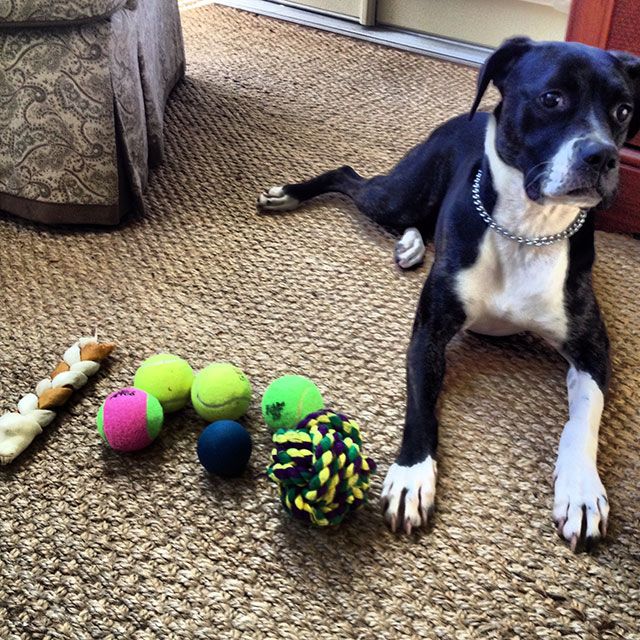 Meet Jordan T. McGee’s dogs, Ellie Mae and Georgia - Axios Charlotte