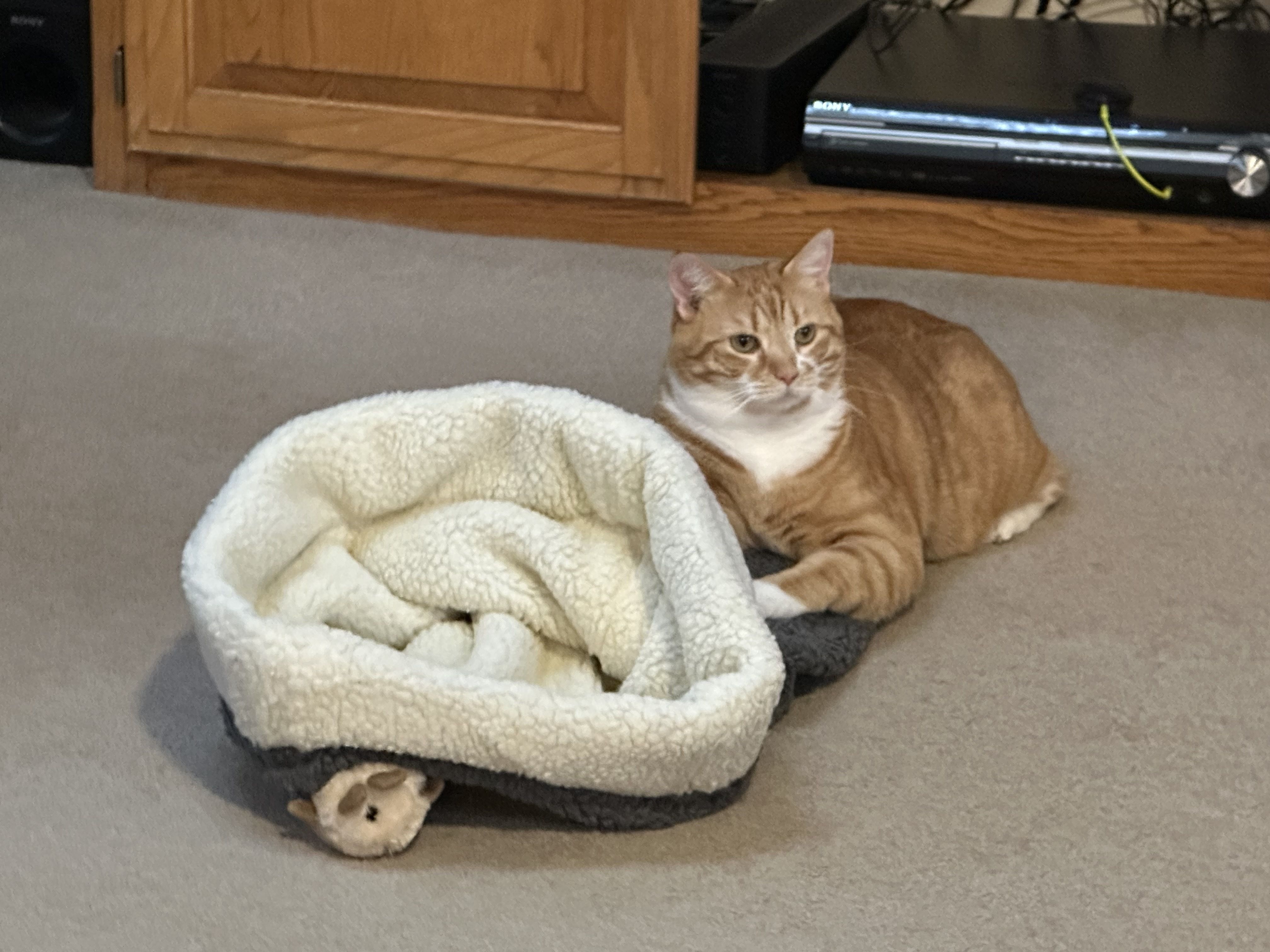 Pics to go: The pets who run Alex and Worth's homes - Axios NW Arkansas