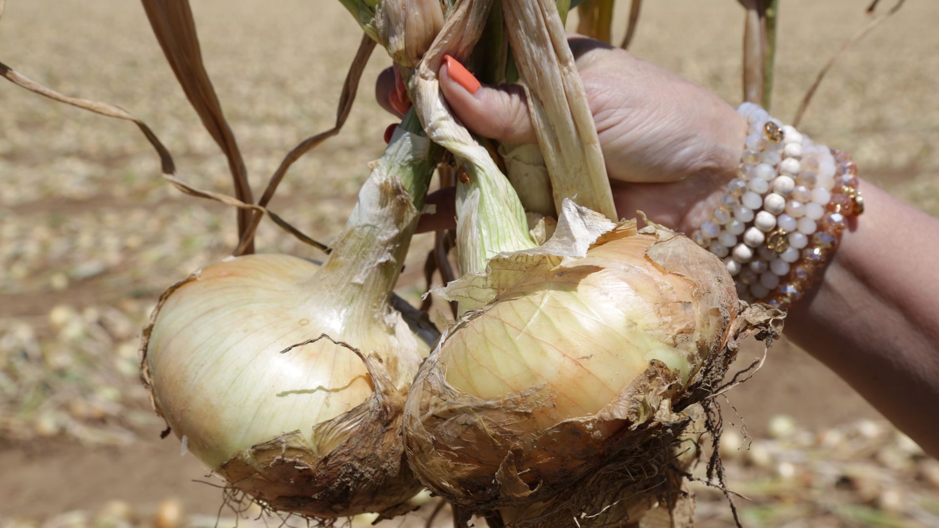 Georgia-grown Vidalia onions are coming to stores near you - Axios Atlanta