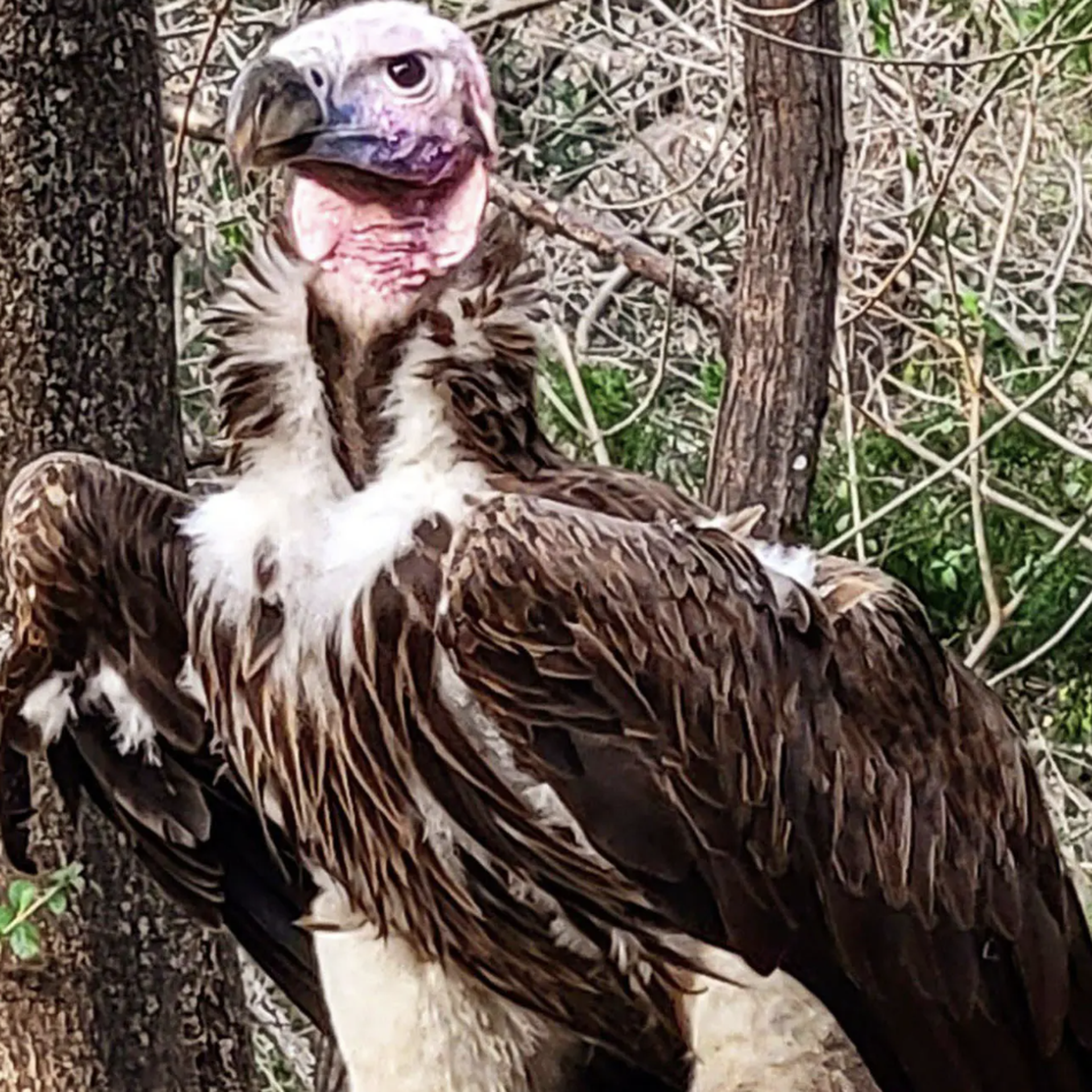 Lappet Faced Vulture Chick