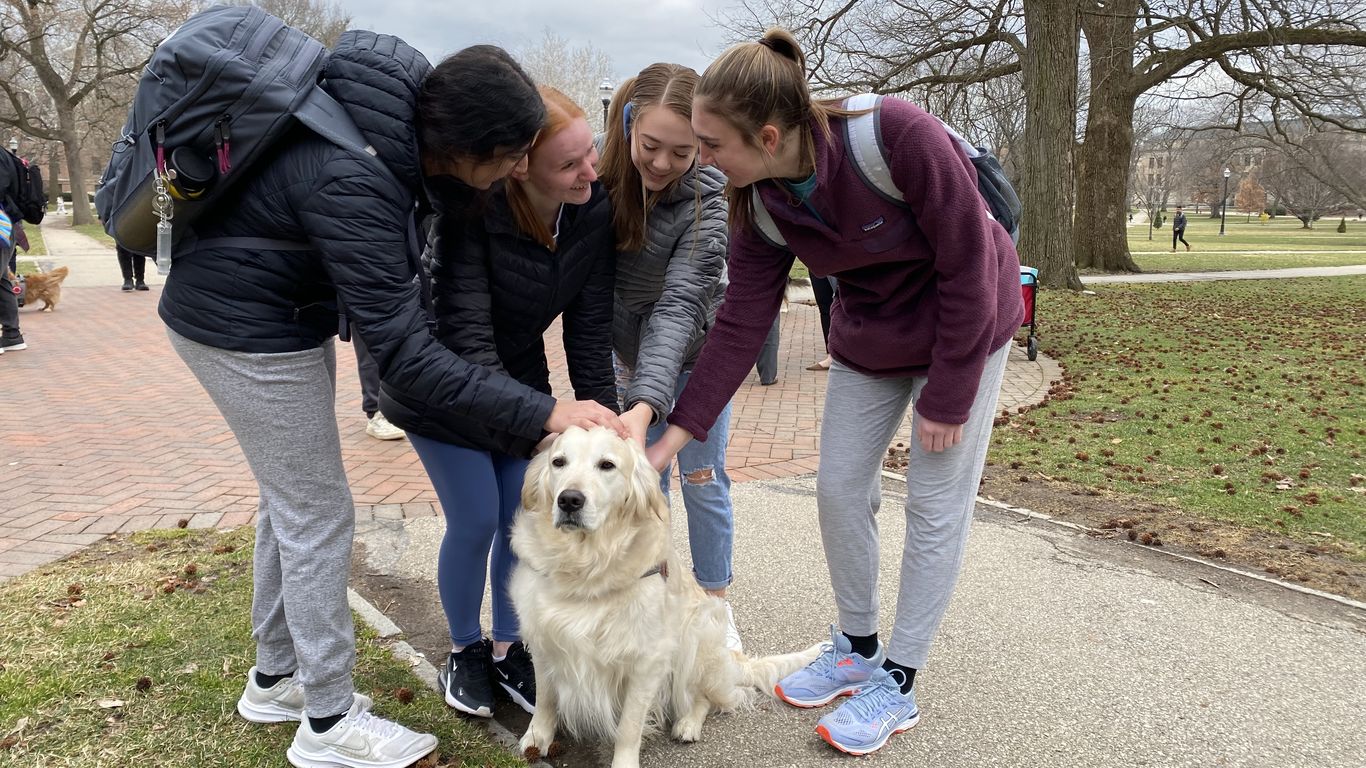 Ohio State brings Buckeye Paws therapy dogs to campus - Axios Columbus