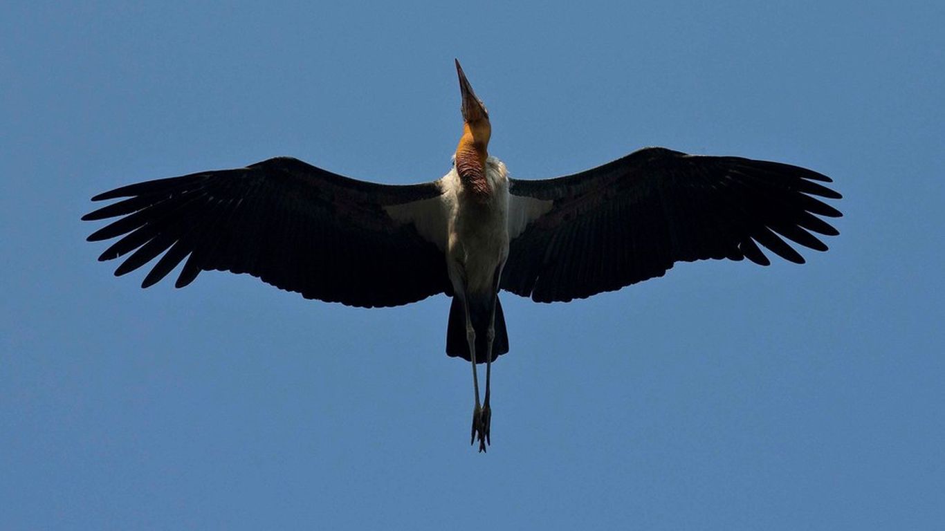 Ancient reptile had bird-like head before birds existed