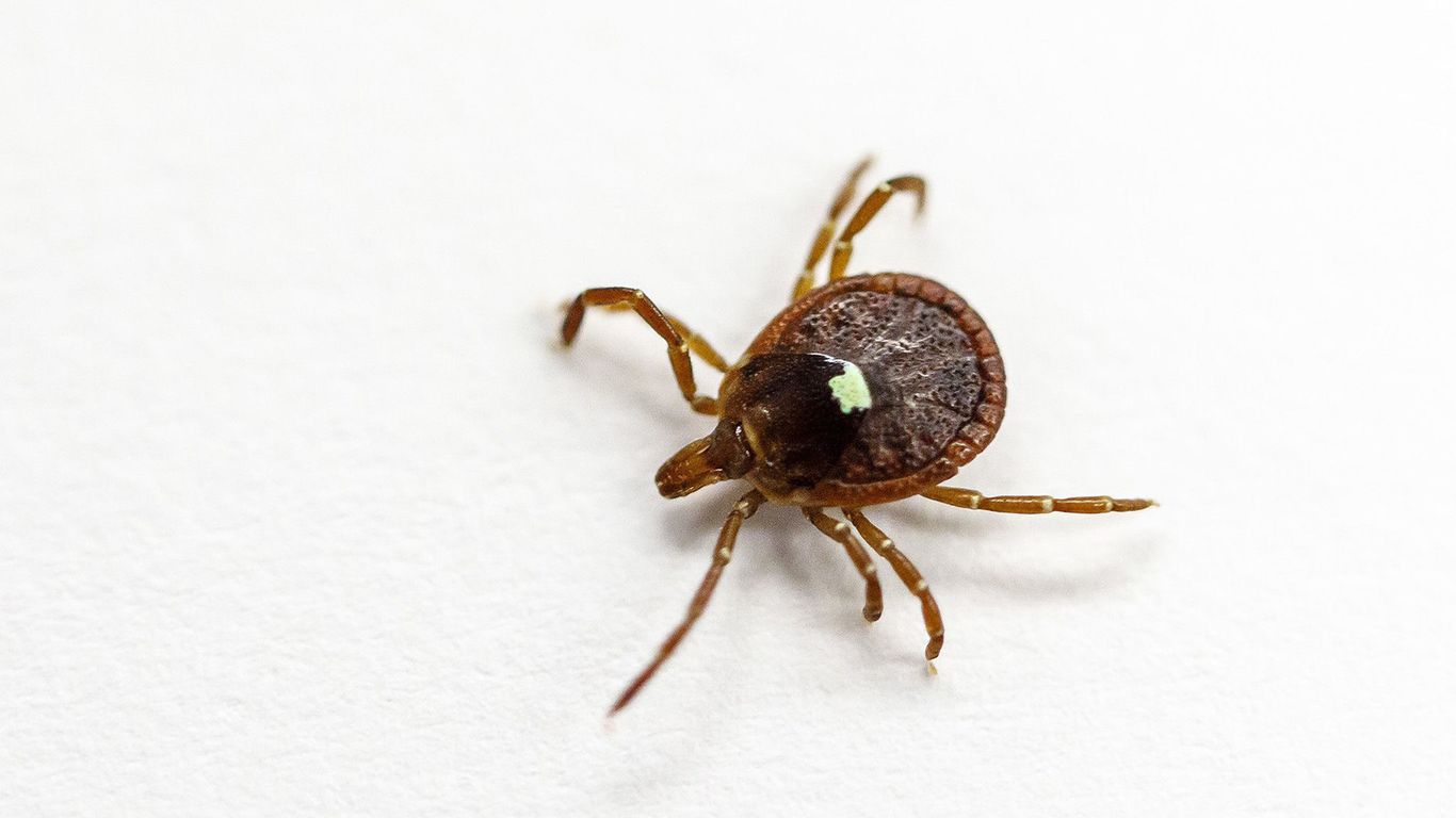 Around 450k Americans may have a tick-born meat allergy and not know it ...