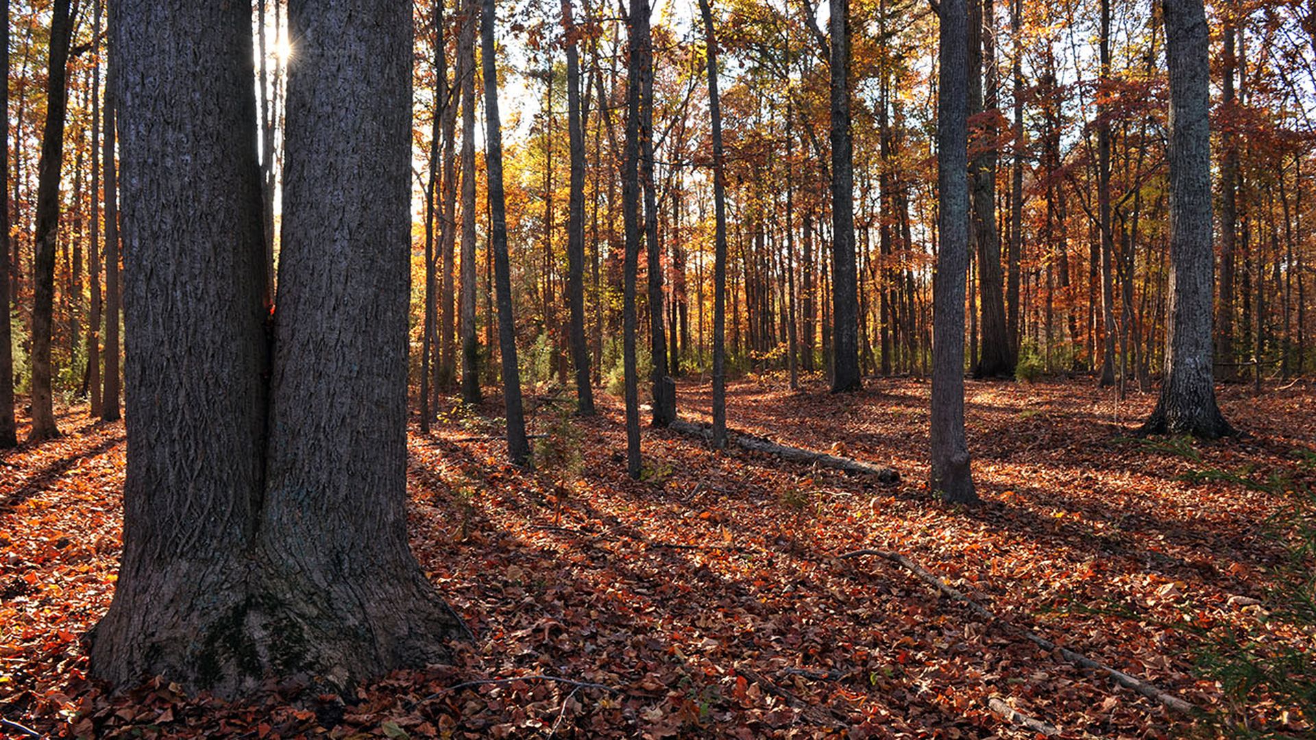 7 trails for fall colors within 50 minutes of Charlotte - Axios Charlotte