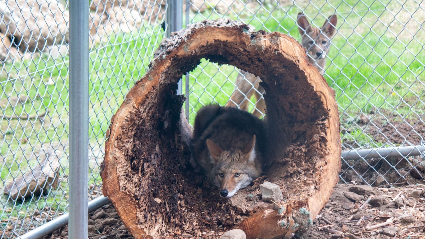 Maymont debuts rescued baby coyotes - Axios Richmond