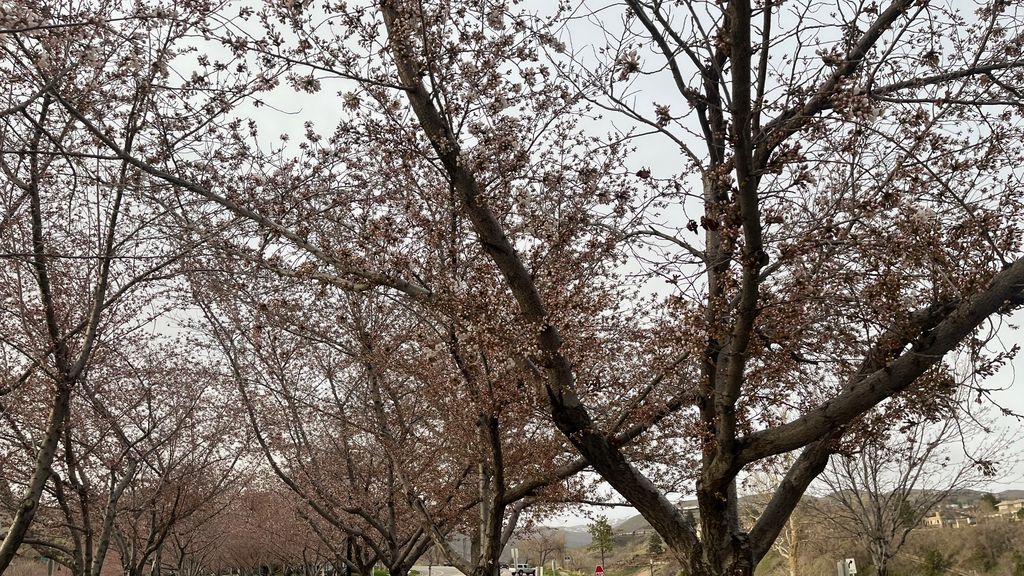 Utah Capitol cherry trees expected to see peak bloom this weekend ...